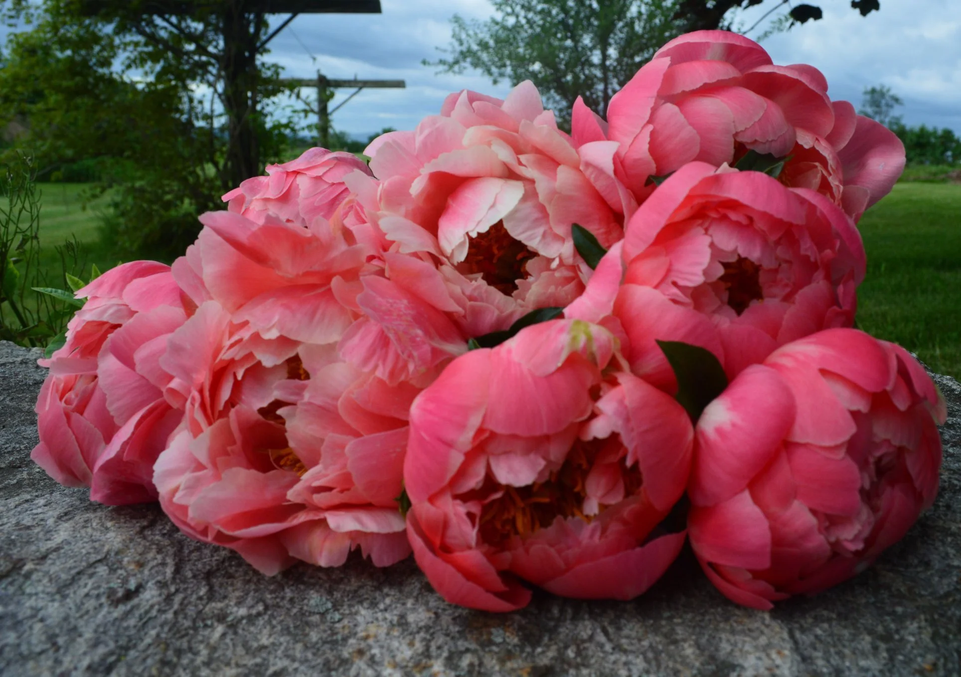 Bulk Peony Bucket — Bristol Hills Lavender & Flower Farm