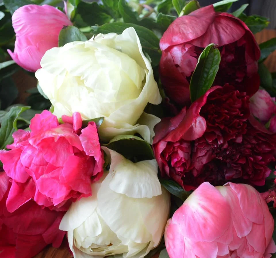 Bulk Peony Bucket — Bristol Hills Lavender & Flower Farm