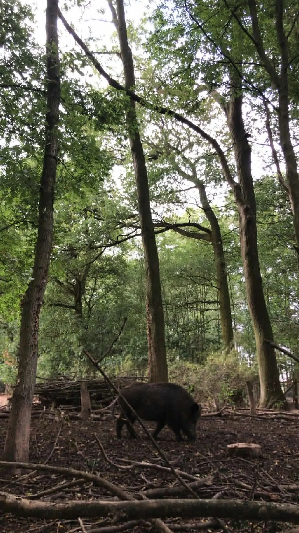 Gallery — The Shropshire Boar Company