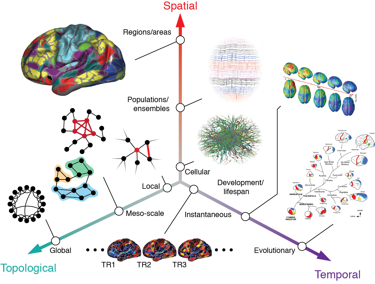 Brain networks & behavior lab Brain networks & behavior lab