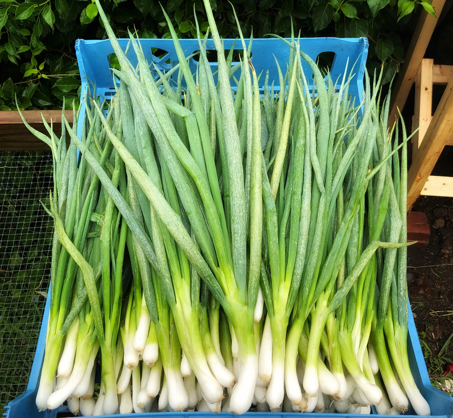 Scallions