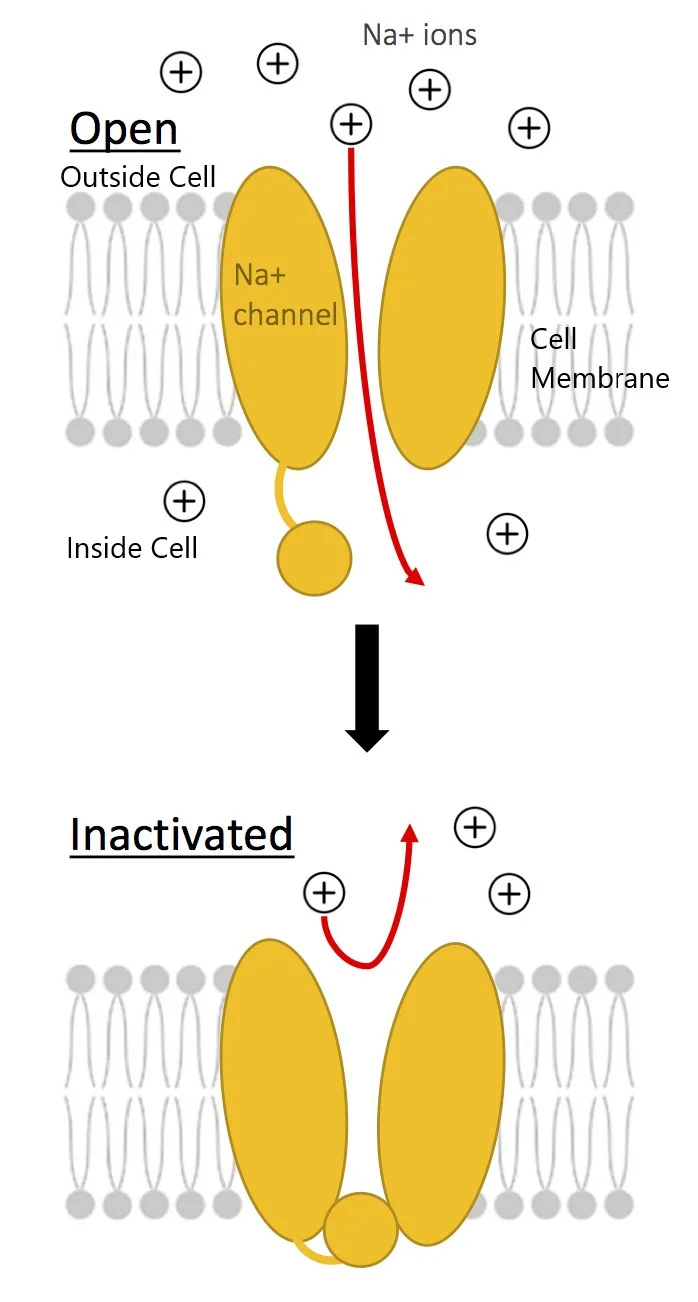 Starting Small. The Story of a Front Kick Part B. — Dura Matters