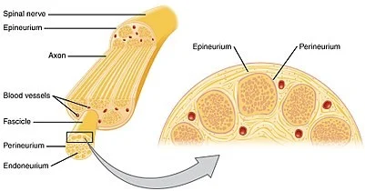 Peripheral Nervous System. The Story of a Front Kick. Part E. — Dura ...