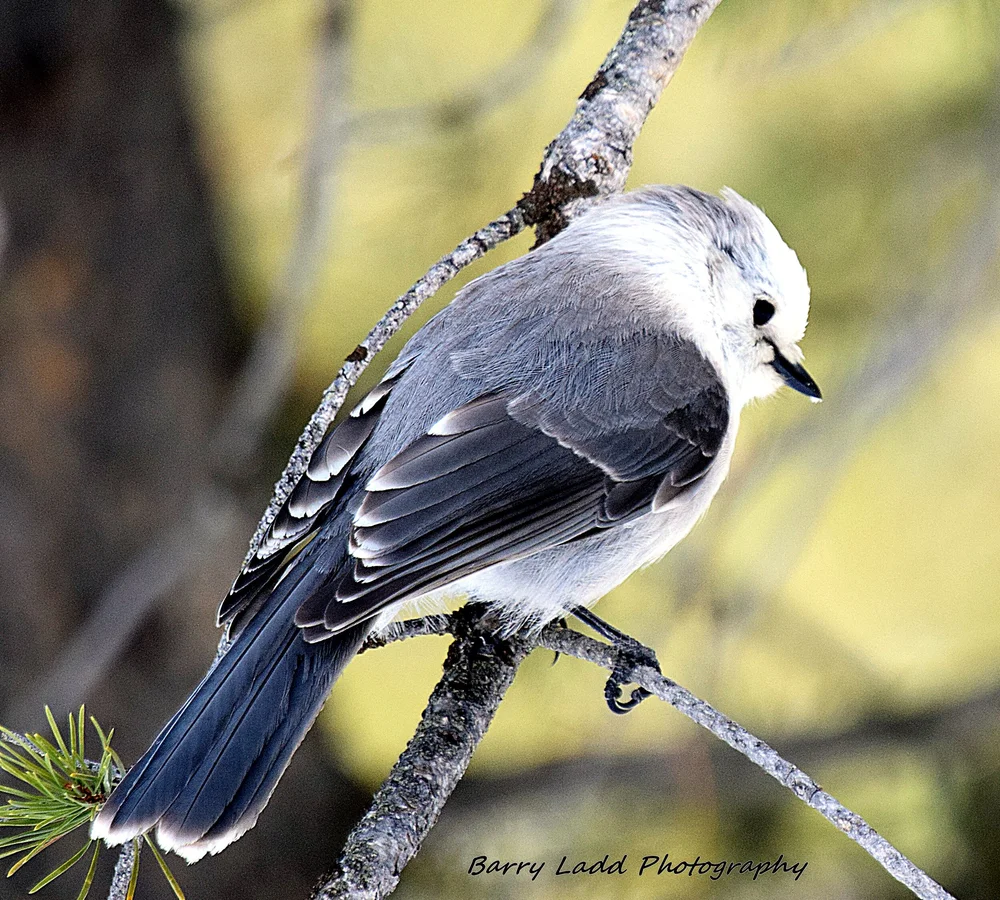 Flat Ranch Preserve, a hidden birding destination in Island Park, Idaho ...
