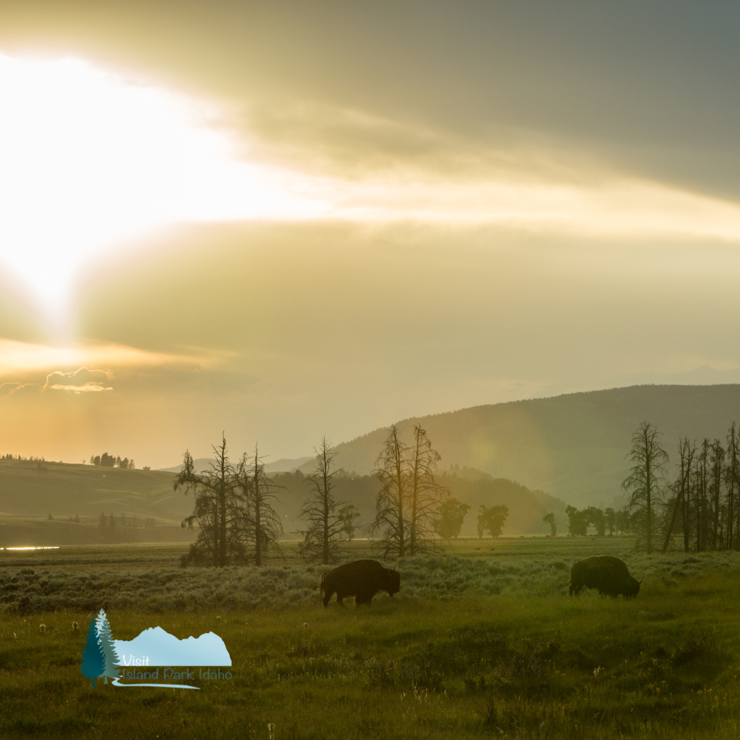 Yellowstone’s Magical Fall season — Visit Island Park Idaho