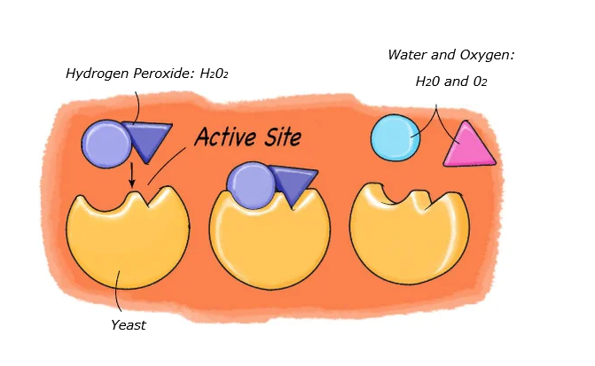 Yeast Hydrogen Peroxide Chemical Equation - Tessshebaylo
