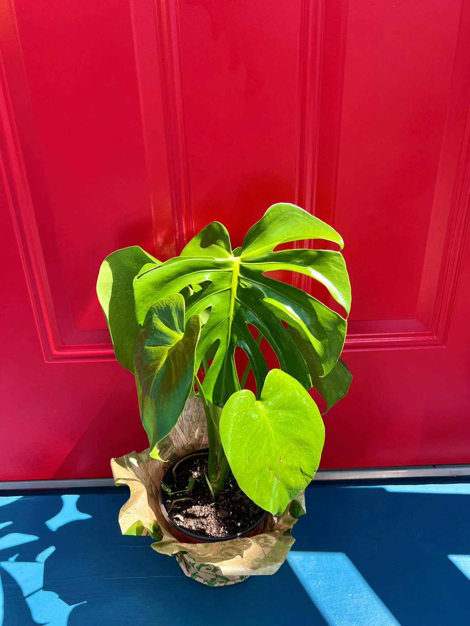 Philodendrons — Fantasy Foliage