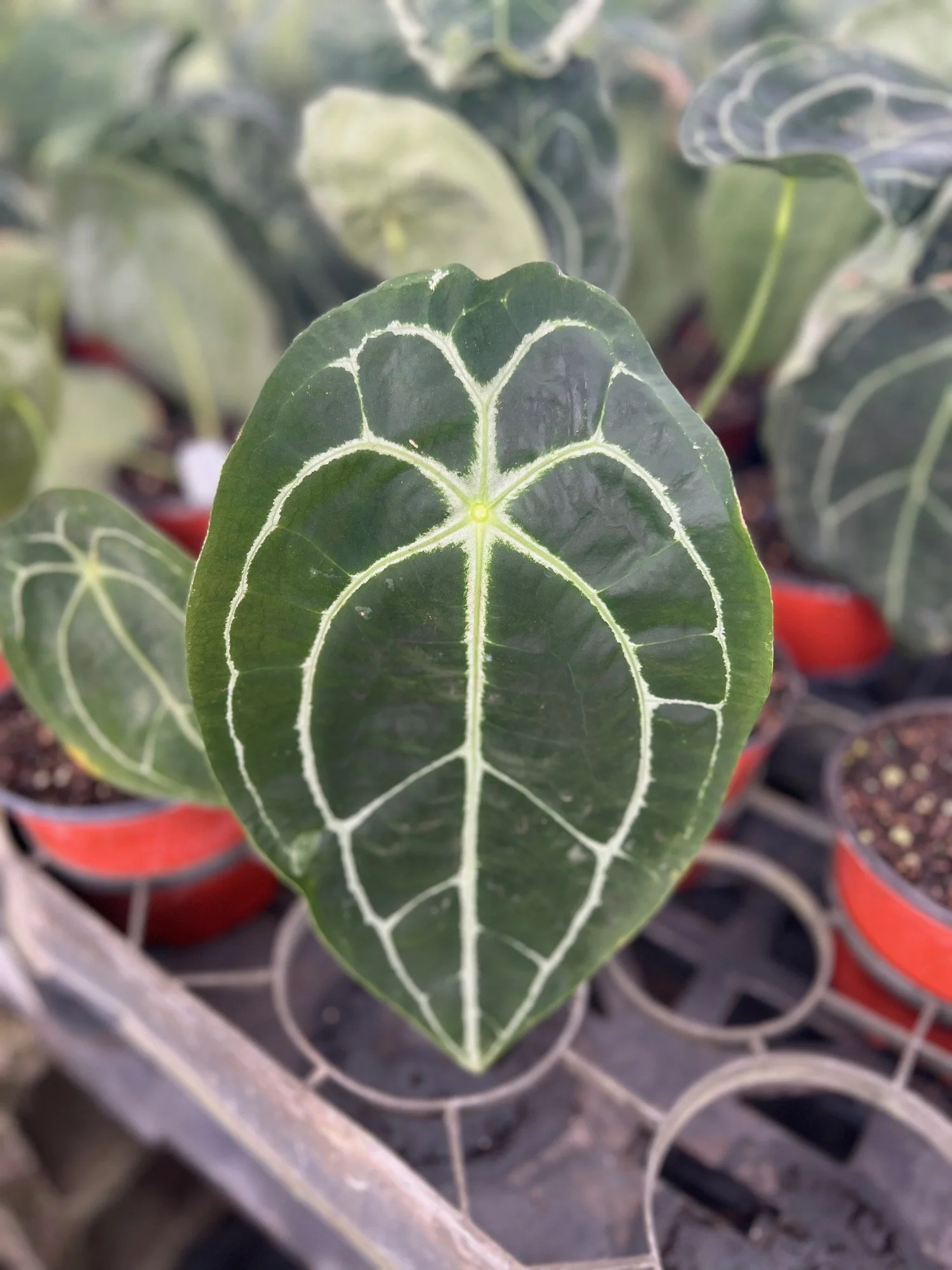 New Plant Selection — Fantasy Foliage