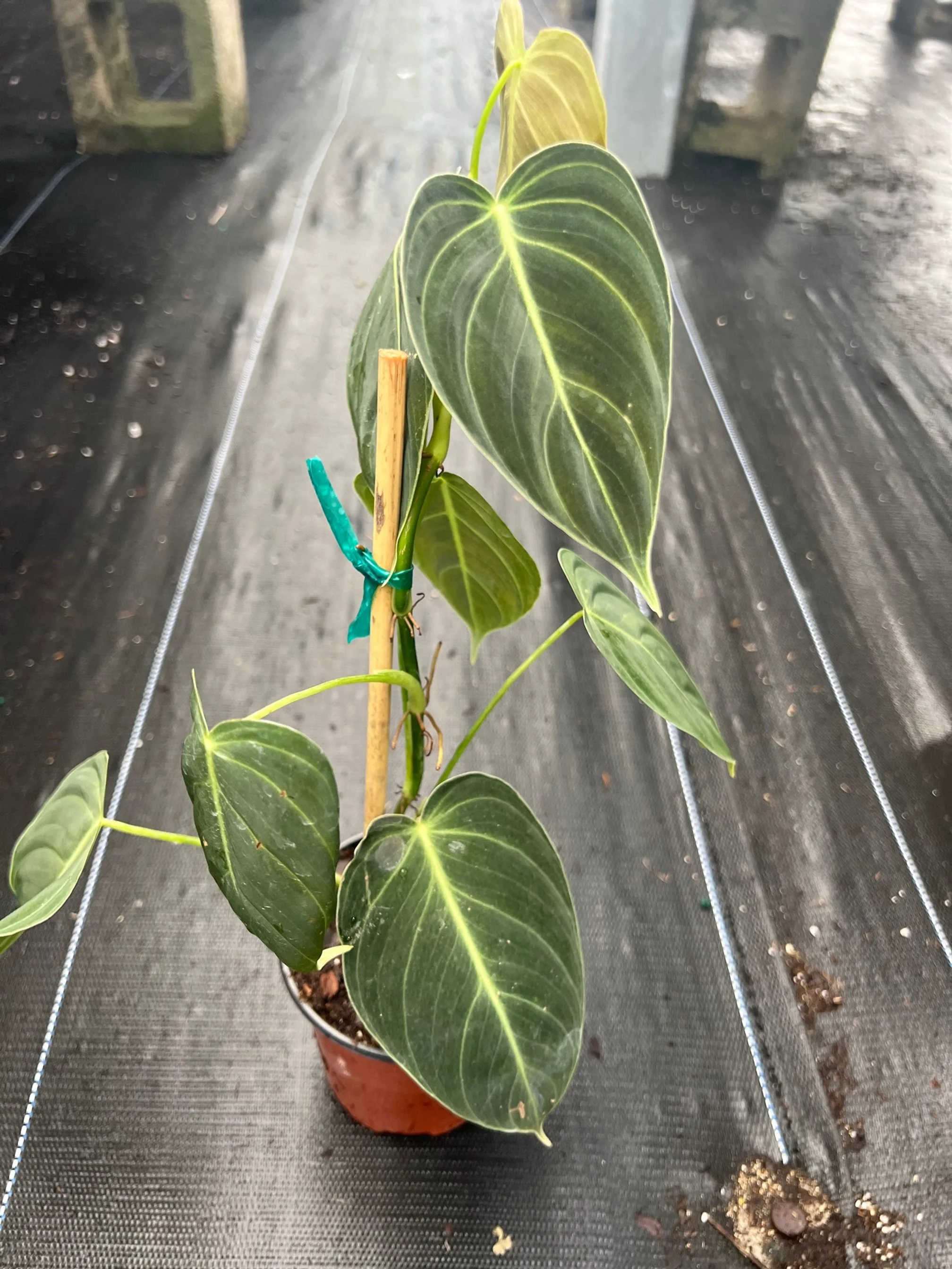 New Plant Selection — Fantasy Foliage