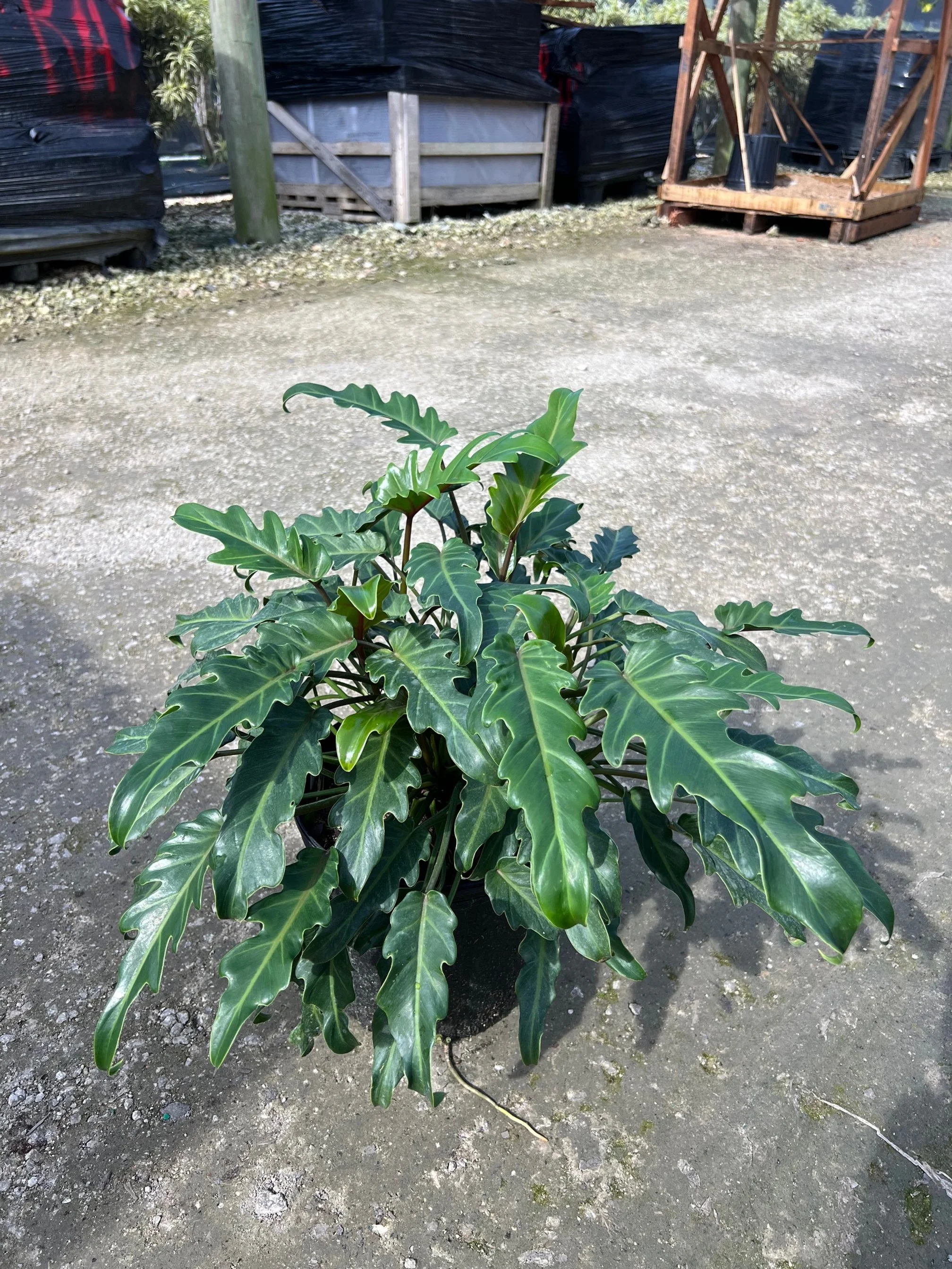 Philodendrons — Fantasy Foliage