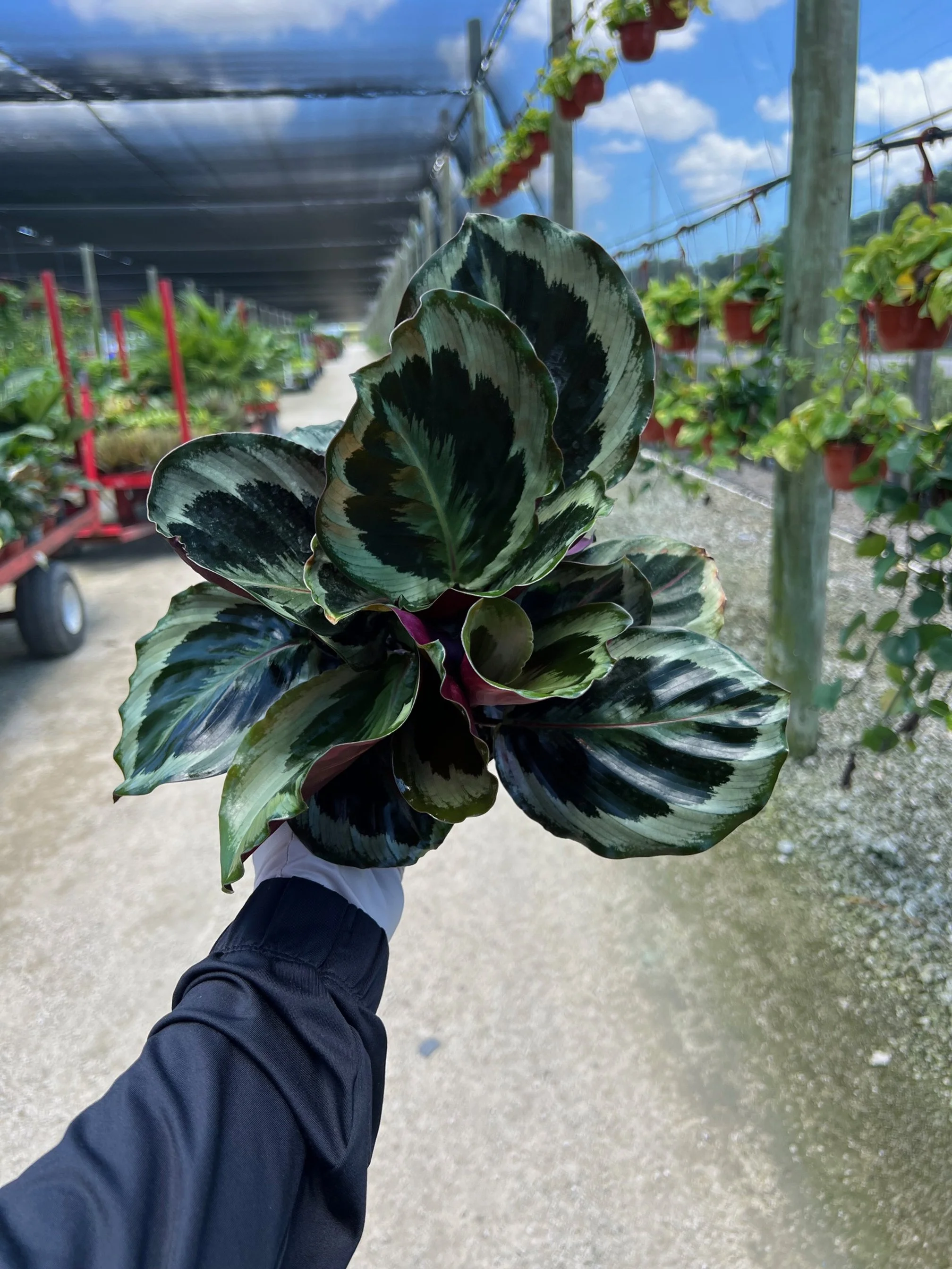 CALATHEAS — Fantasy Foliage