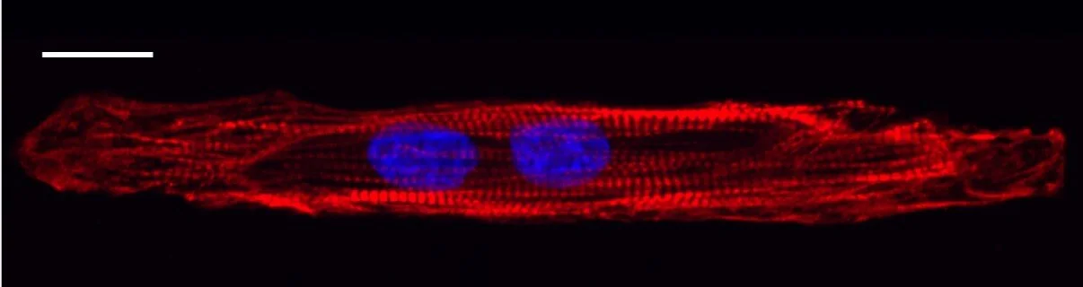 StemBioSys CELLvo™ Products