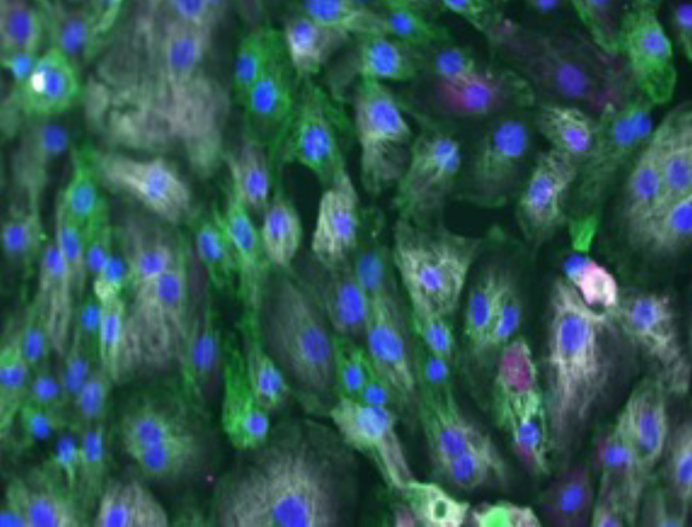 StemBioSys CELLvo™ Products