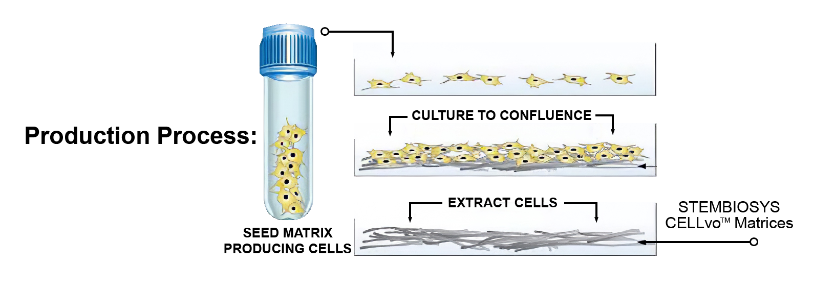 CELLvo ™ ChondroMatrix — StemBioSys®