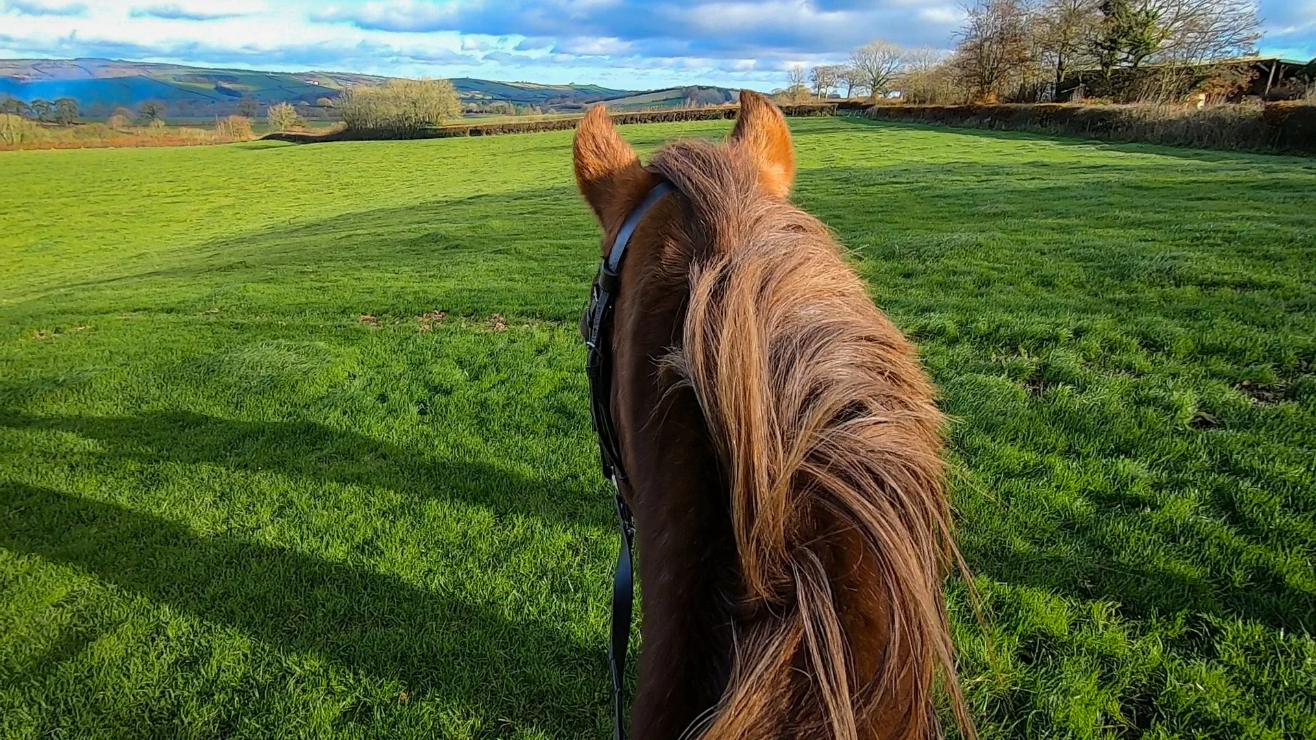 About the British Riding Pony — DiscoverTheHorse