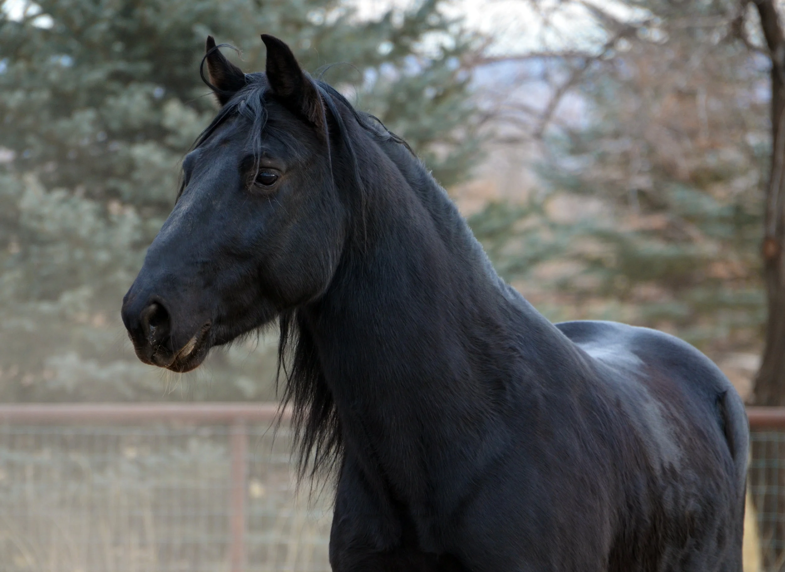 Kentucky Mountain Horses