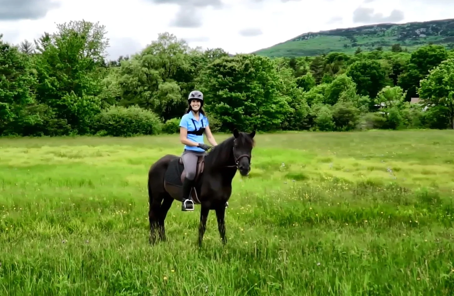 Newfoundland Pony — DiscoverTheHorse