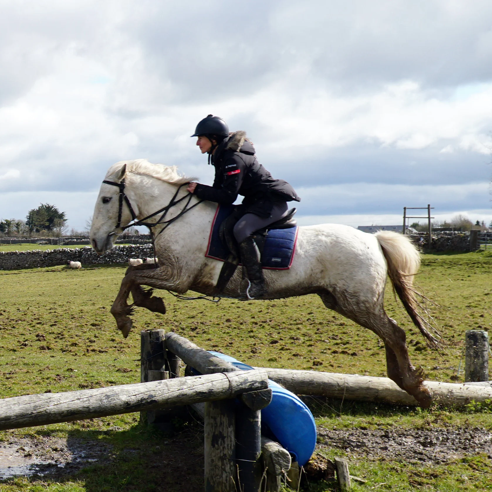 Connemara Pony — DiscoverTheHorse