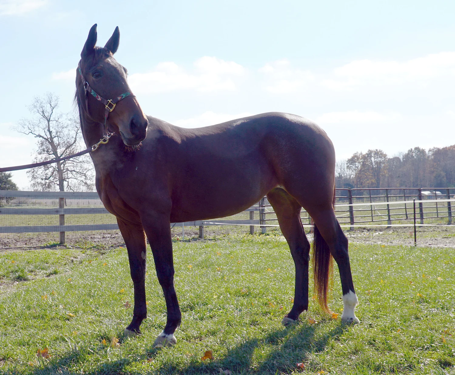 Standardbred — DiscoverTheHorse