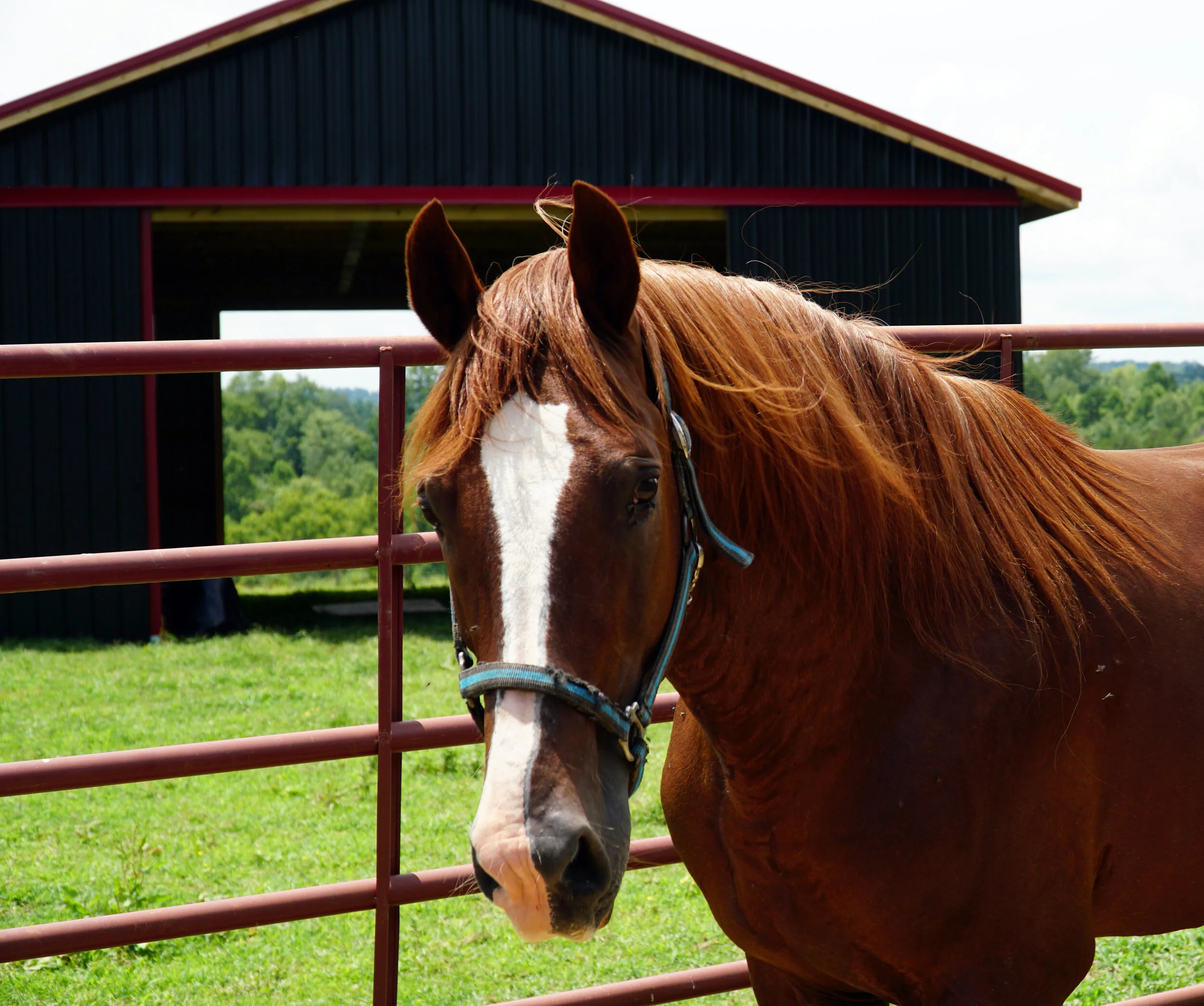 Old Kentucky Saddler (Mountain Pleasure Horse) — DiscoverTheHorse