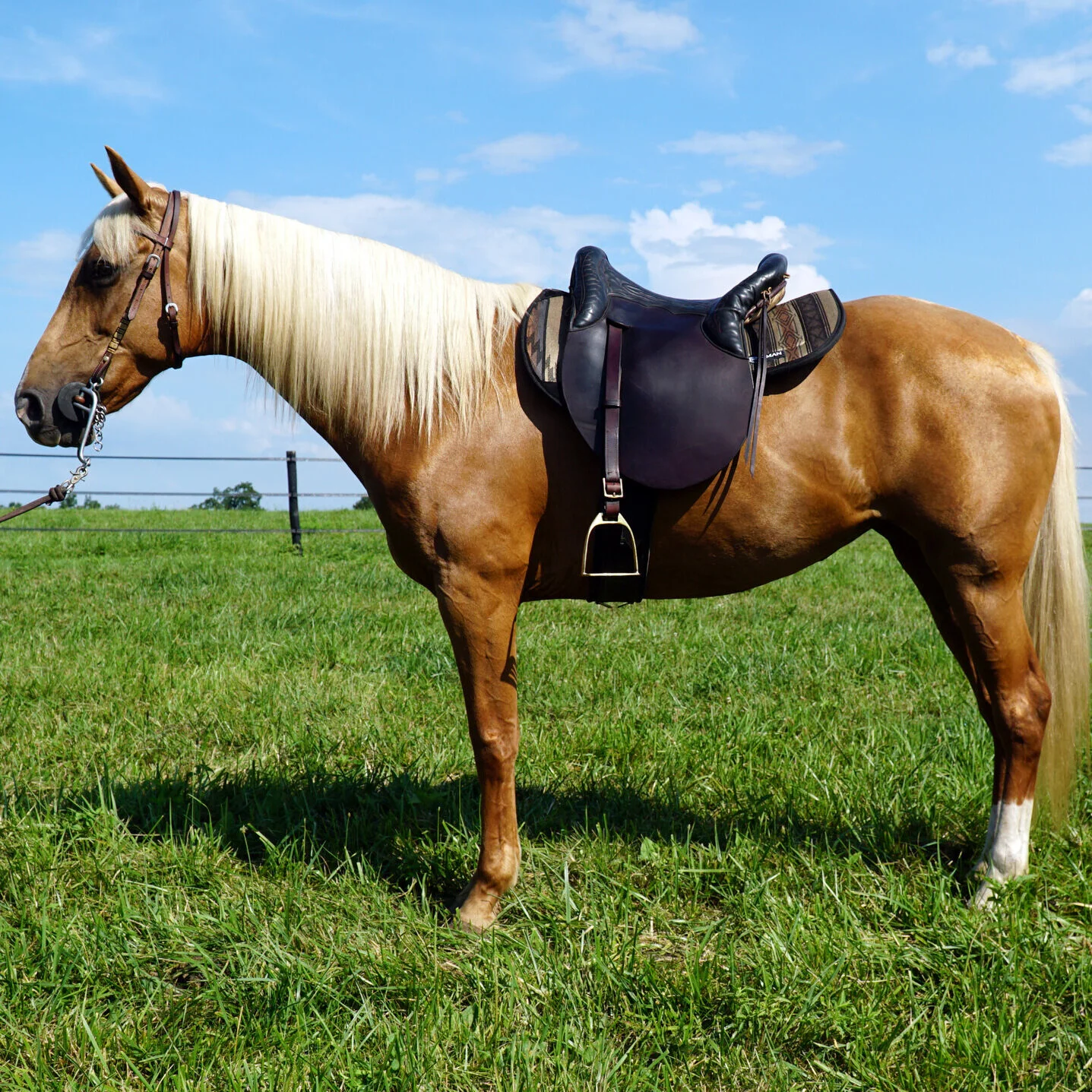 Old Kentucky Saddler (Mountain Pleasure Horse) — DiscoverTheHorse