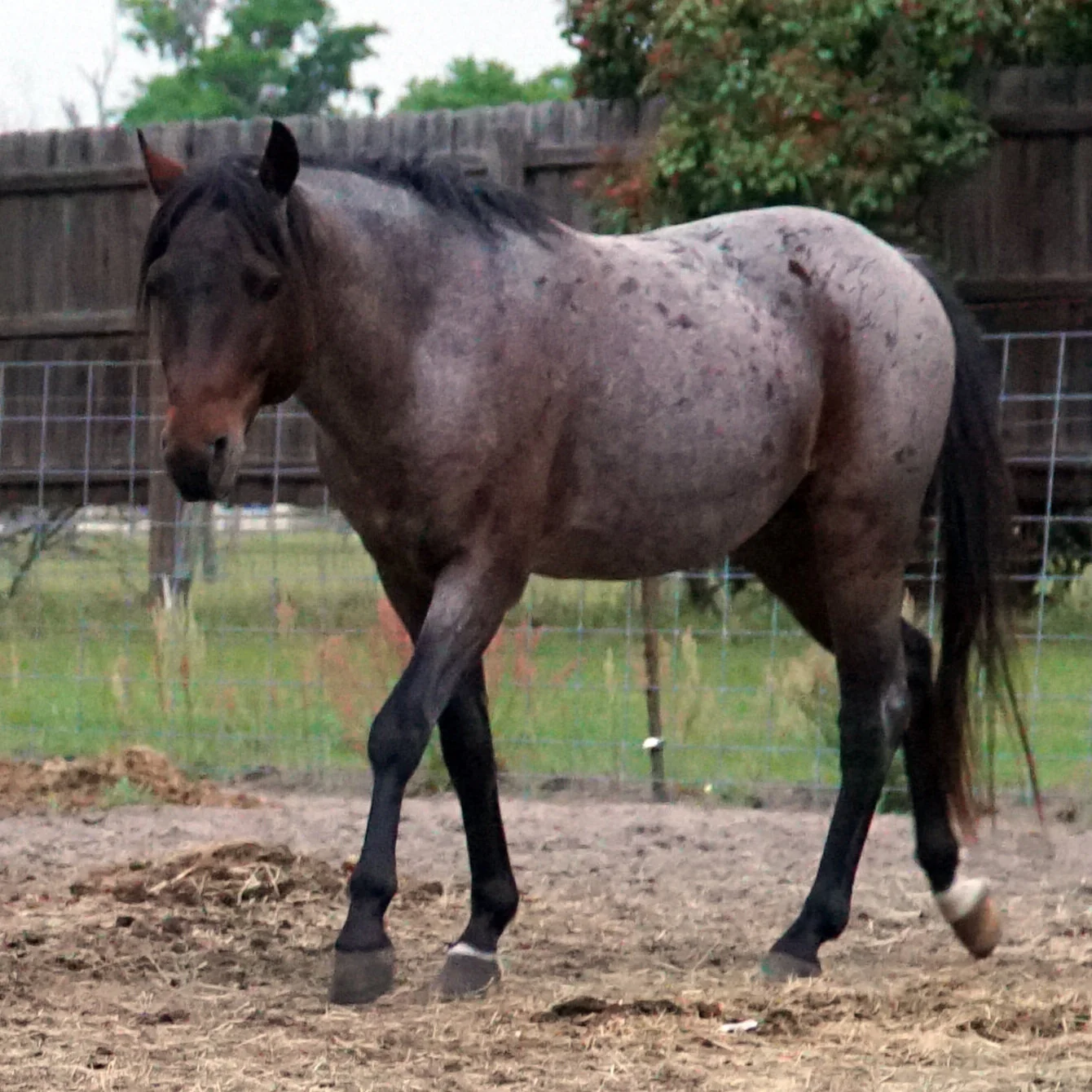Mexican Horse Breeds