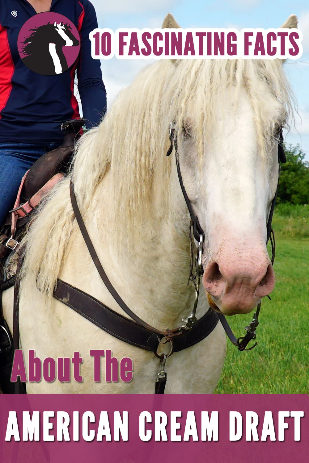 Rare Draft Horse Breeds