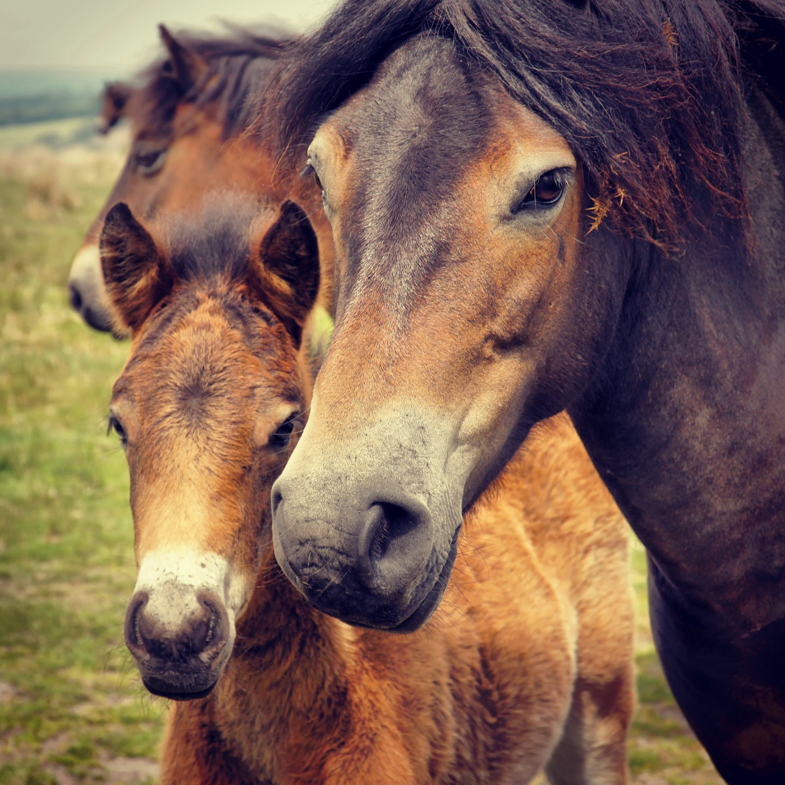 Cute Foals