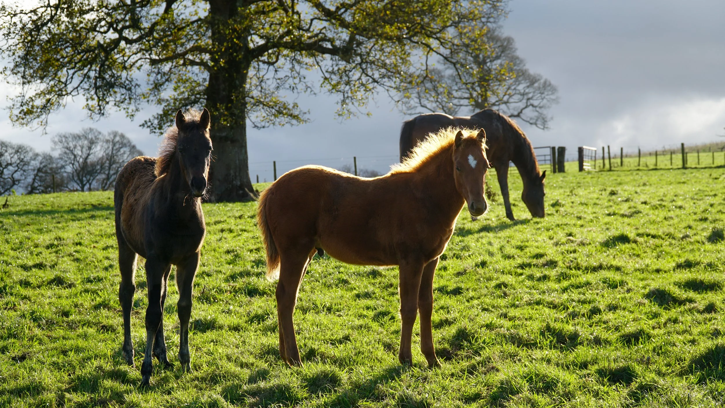 Riding the British Riding Pony in England — DiscoverTheHorse