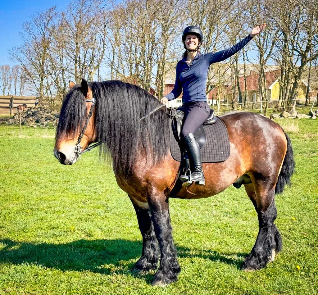 Riding the Swedish Ardennes Horse — DiscoverTheHorse