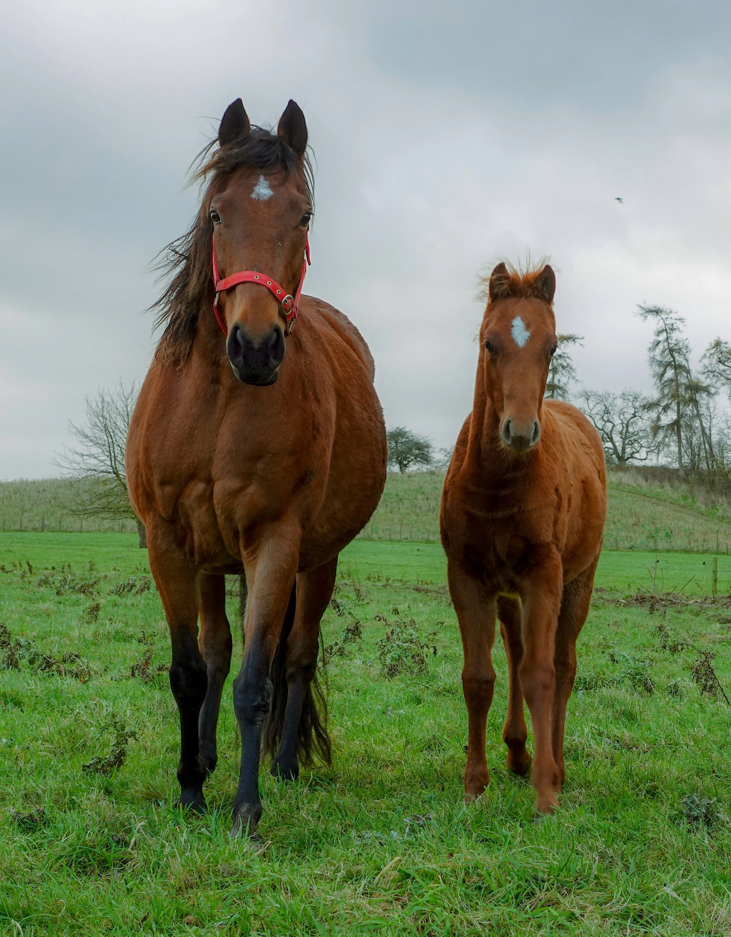 About the British Riding Pony — DiscoverTheHorse