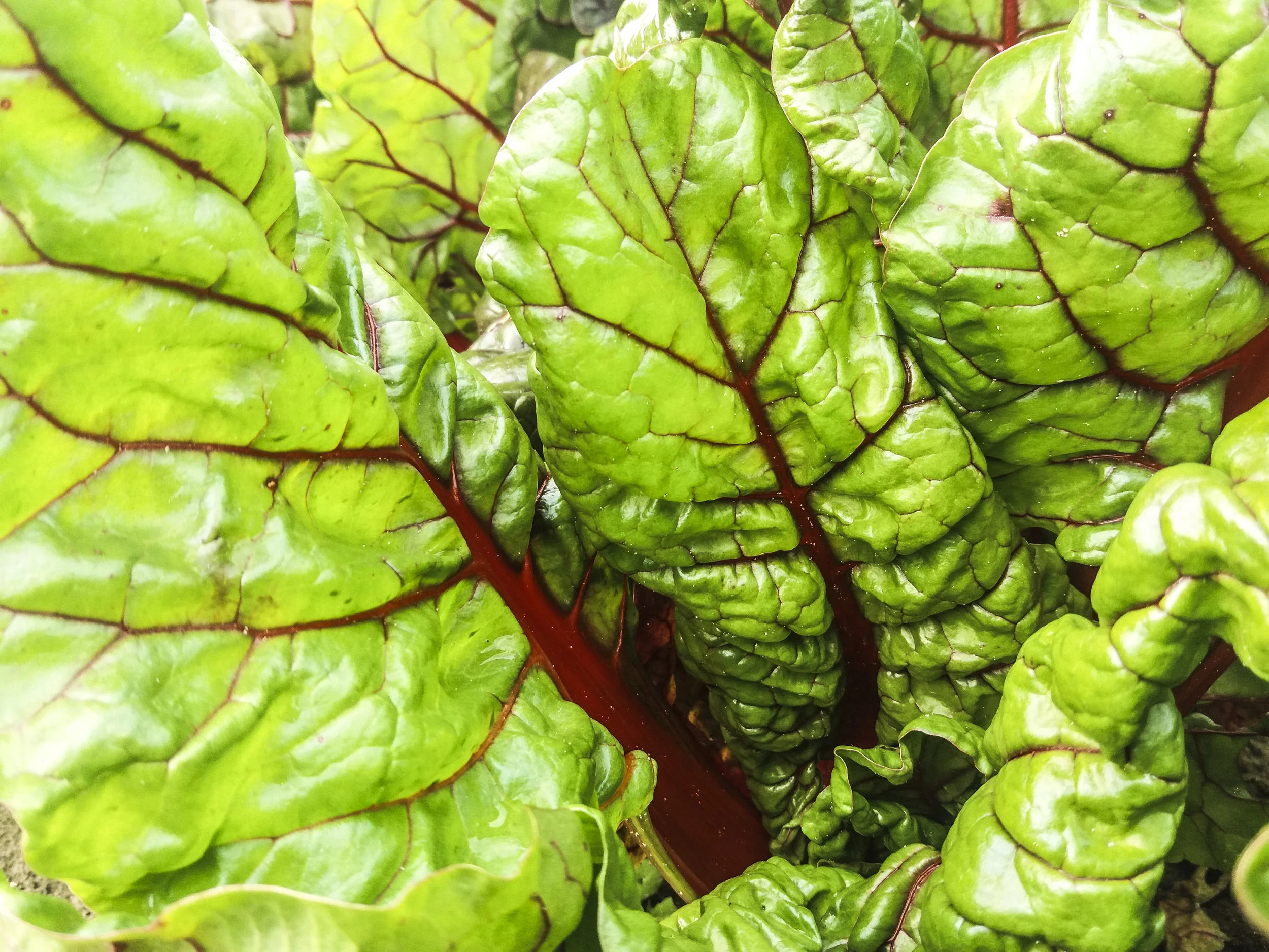 Texturas clorofílicas — Cultivo Desterrado