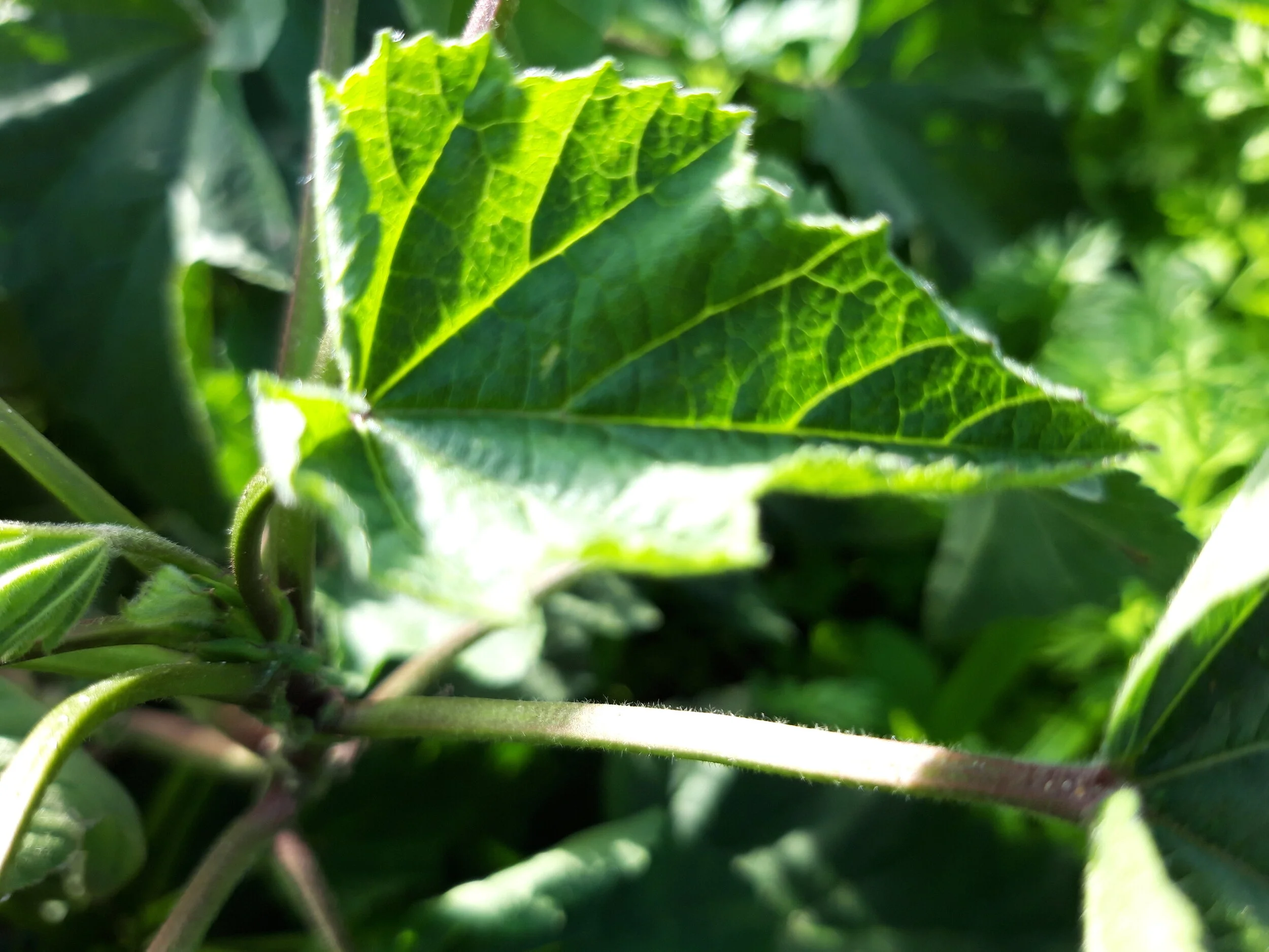 Malvavisco — Cultivo Desterrado