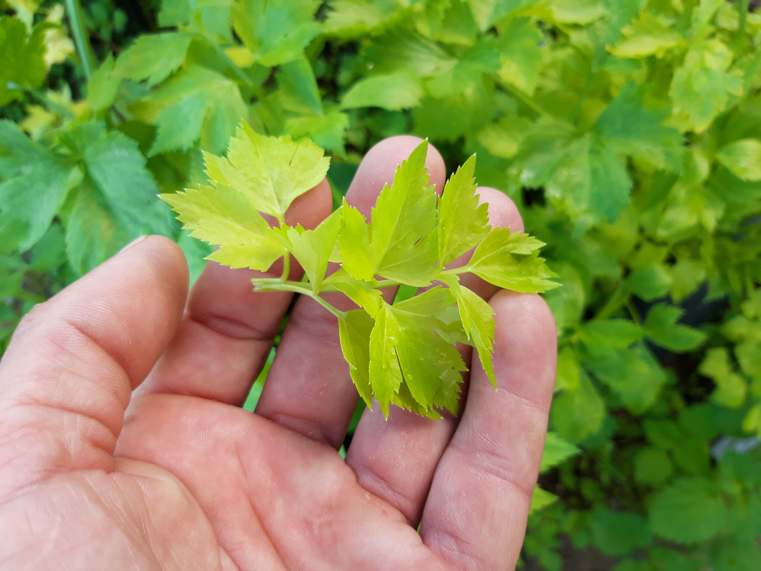 Apio Chino Amarillo — Cultivo Desterrado