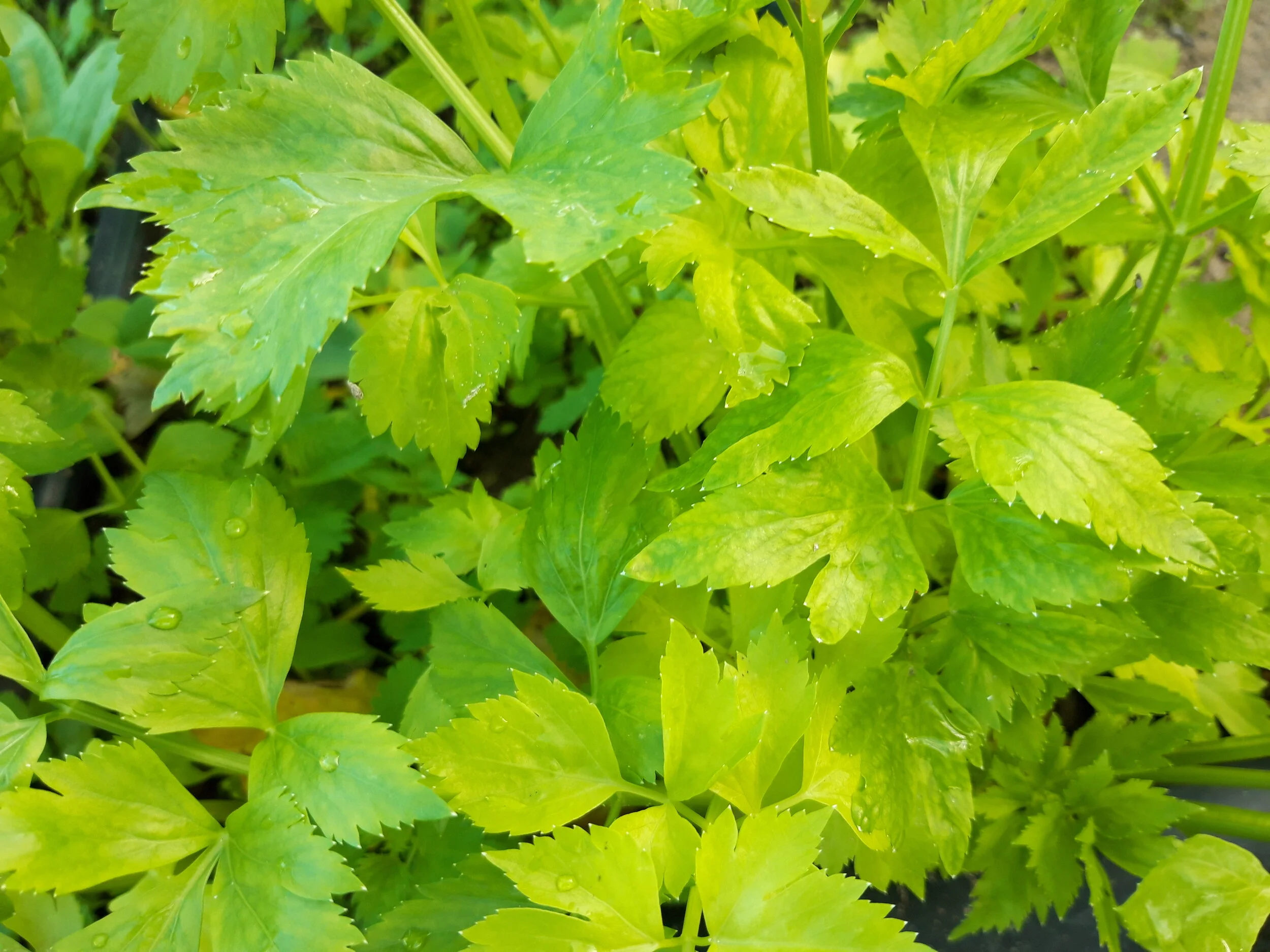 Apio Chino Amarillo — Cultivo Desterrado