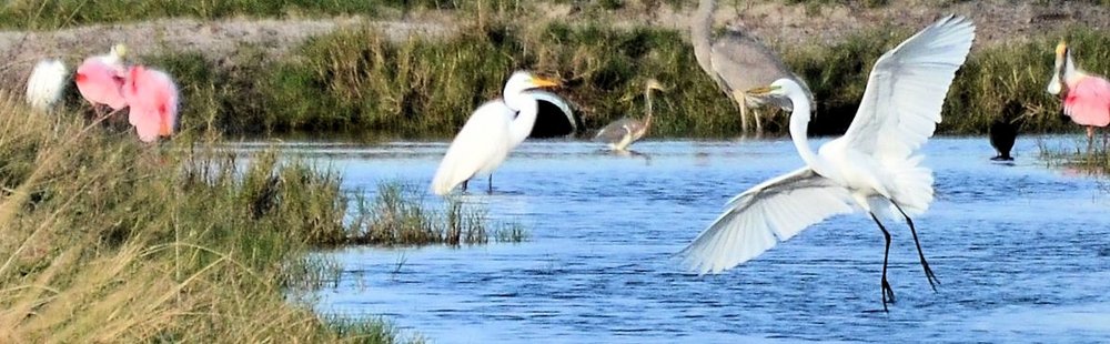 Adams Ranch Current — St. Lucie Audubon Society