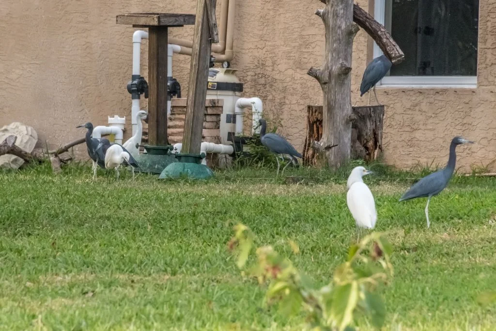 HART BEAT: CHRISTMAS BIRDS IN ST. LUCIE — St. Lucie Audubon Society