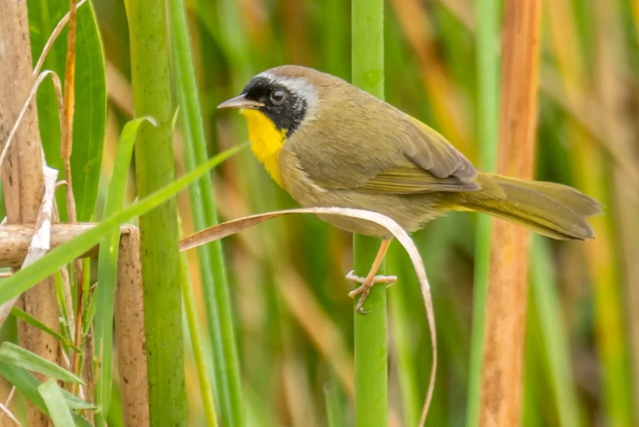 HART BEAT: FLORIDA'S WINTERING WARBLERS — St. Lucie Audubon Society