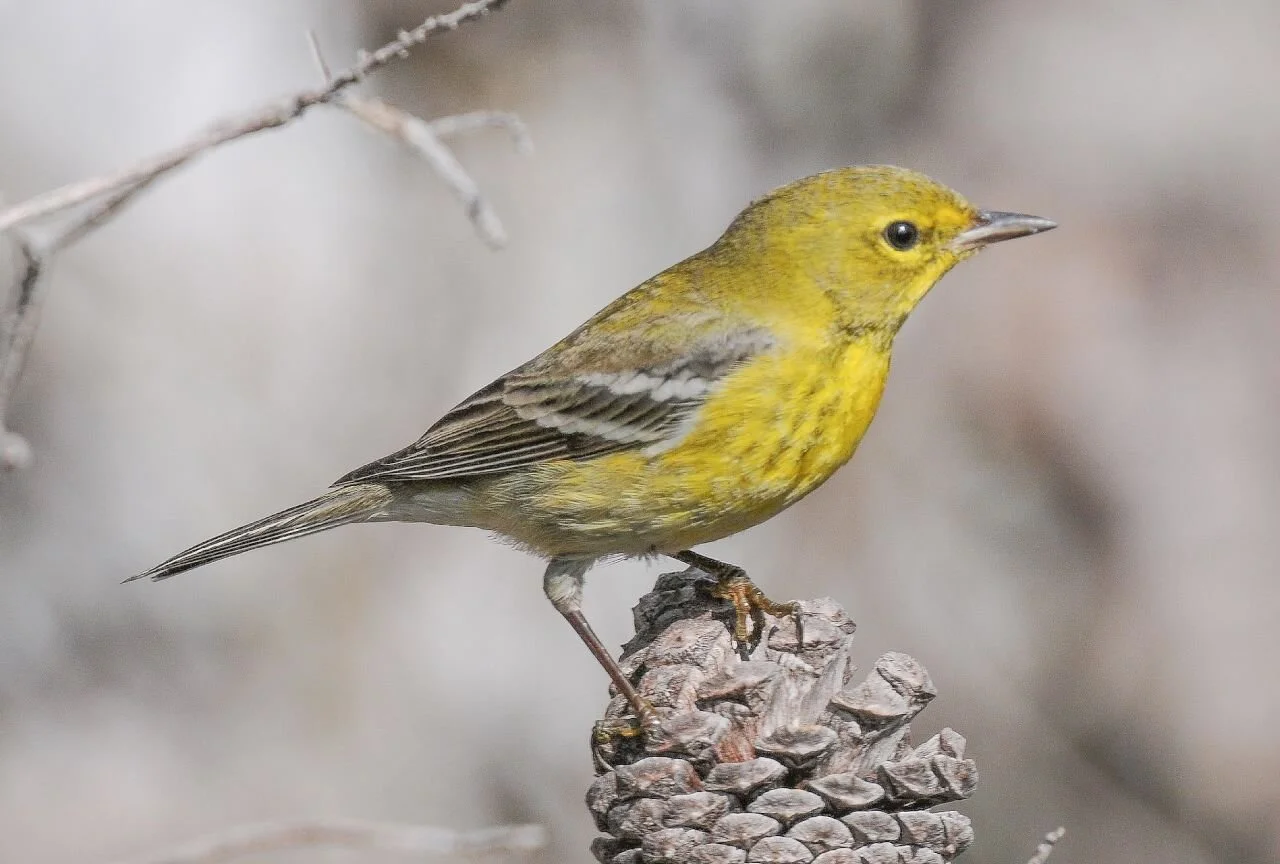 HART BEAT: FLORIDA'S WINTERING WARBLERS — St. Lucie Audubon Society
