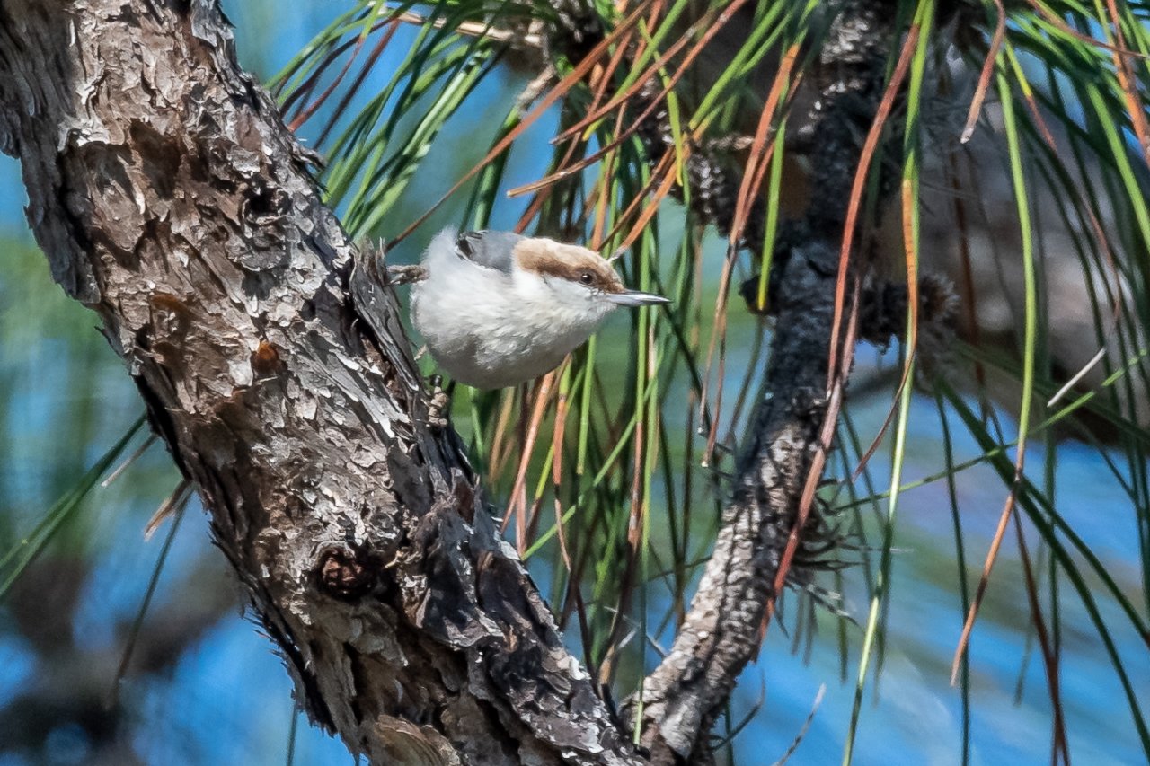 BROWN-HEADED NUTHATCHES — St. Lucie Audubon Society