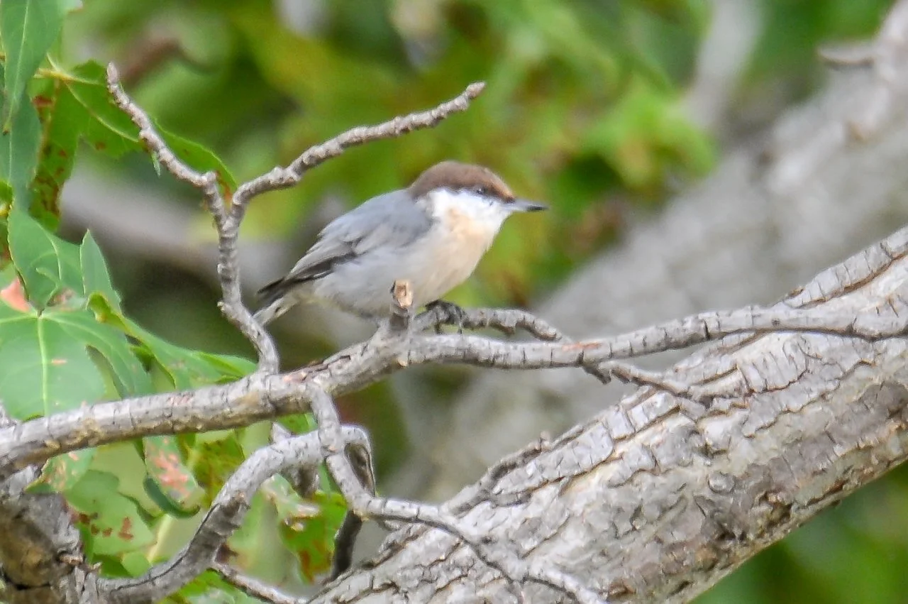 BROWN-HEADED NUTHATCHES — St. Lucie Audubon Society