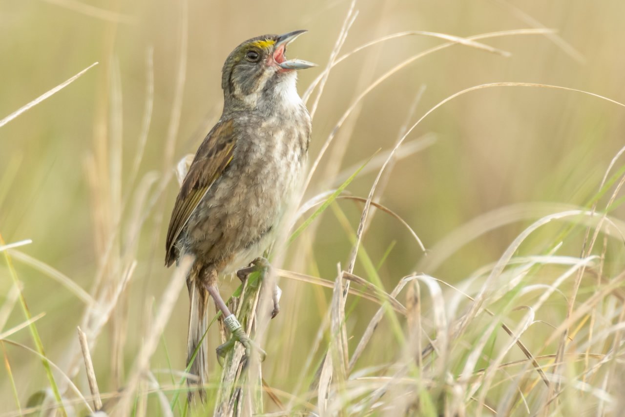 SEASIDE SPARROWS — St. Lucie Audubon Society