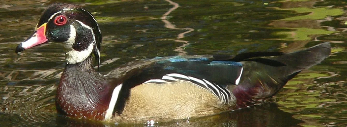 Field Trips — St. Lucie Audubon Society