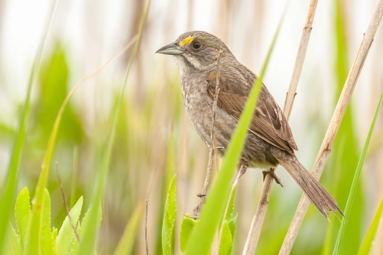SEASIDE SPARROWS — St. Lucie Audubon Society