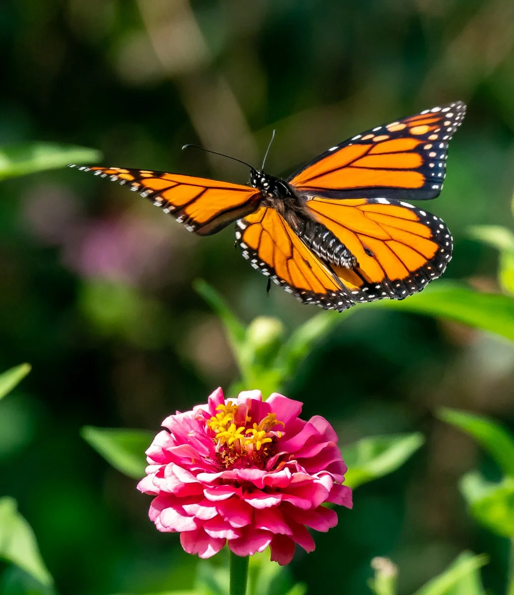 BIF: butterflies in flight — Neurotraveler
