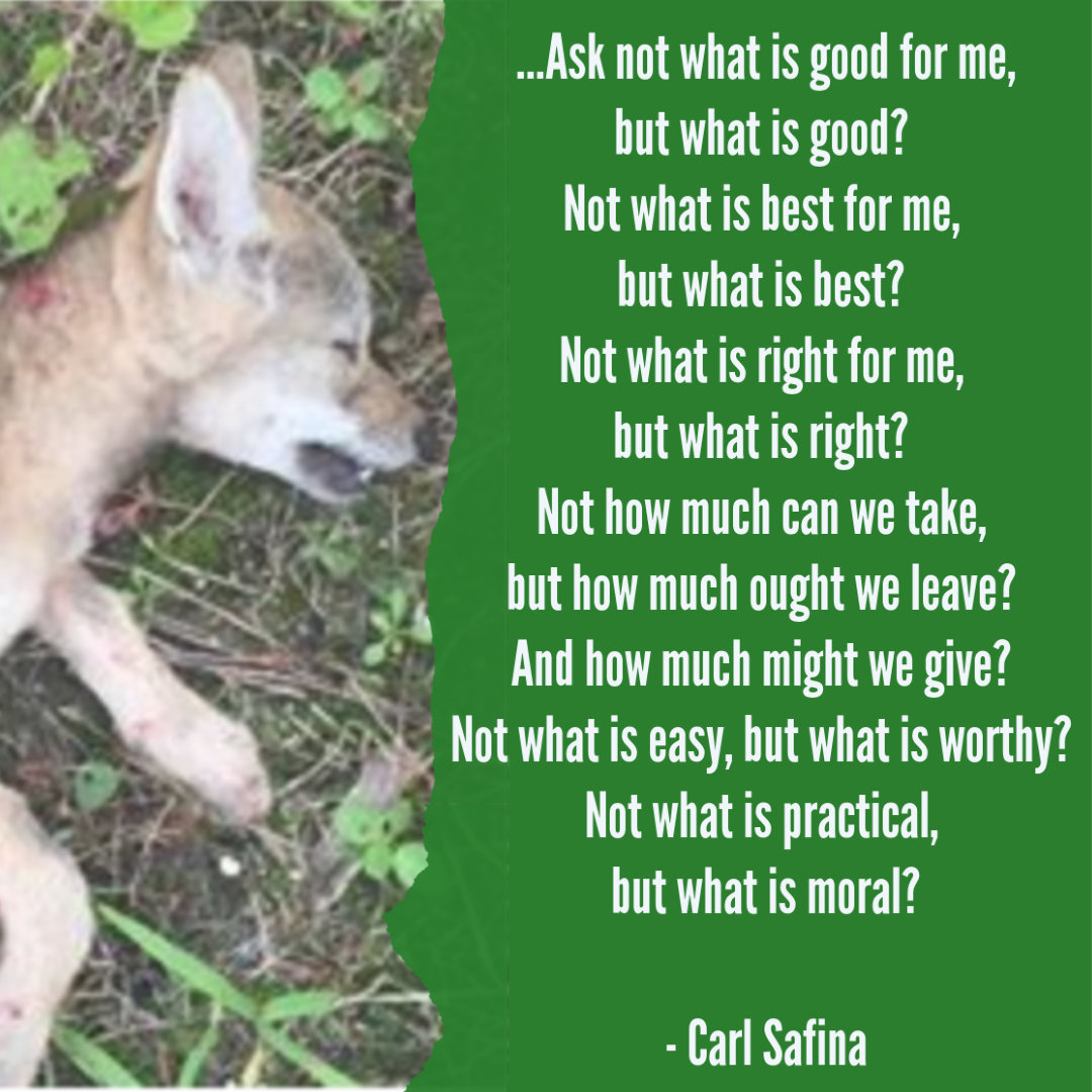 Infographics and Shareables — Vermont Coyote Coexistence Coalition