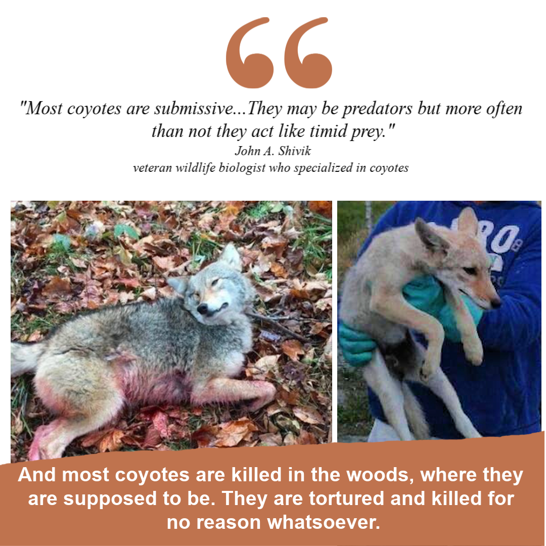 Infographics and Shareables — Vermont Coyote Coexistence Coalition