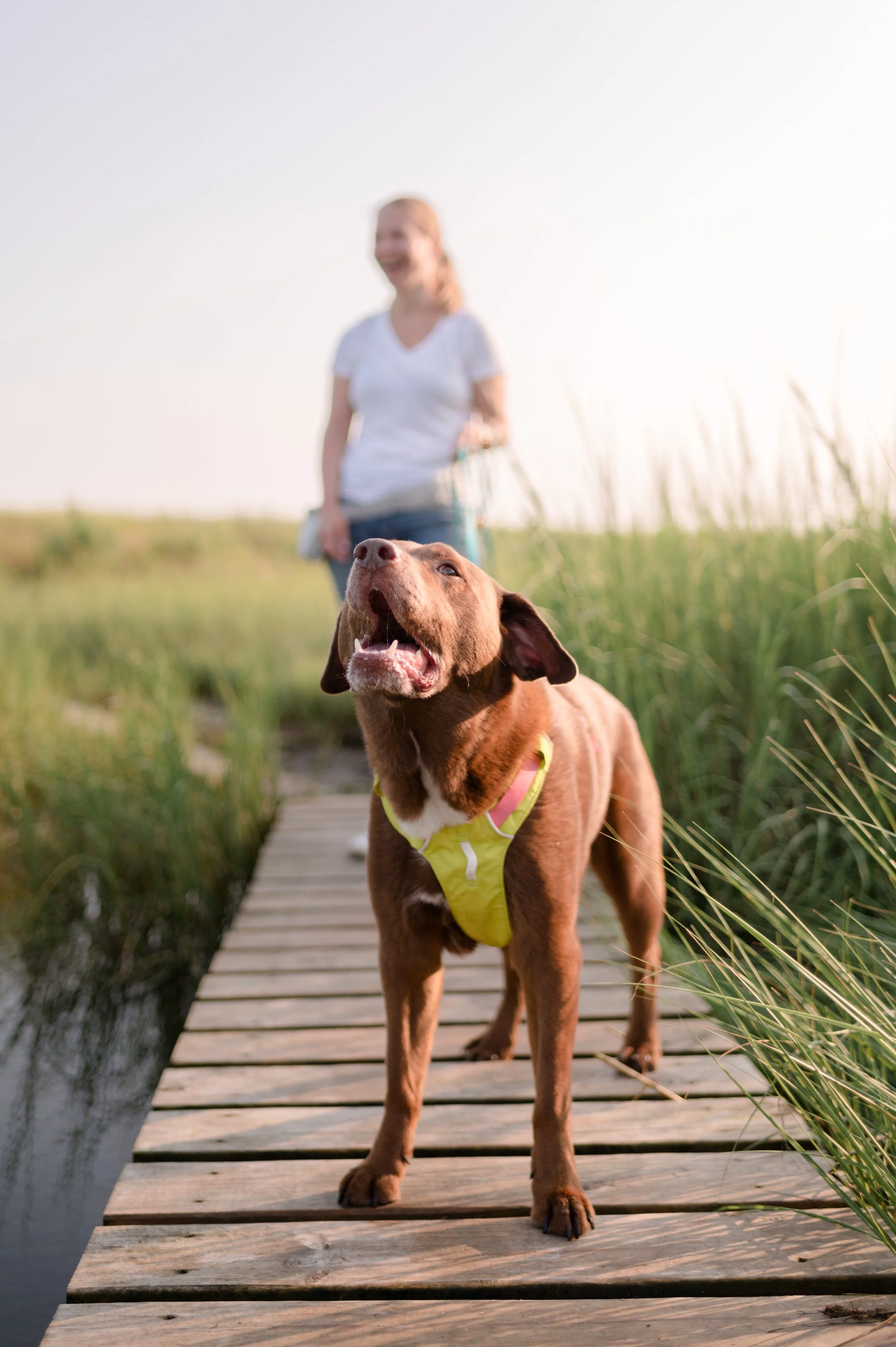 Behavior and Health Assessment — Dogminded - Modern Dog Training