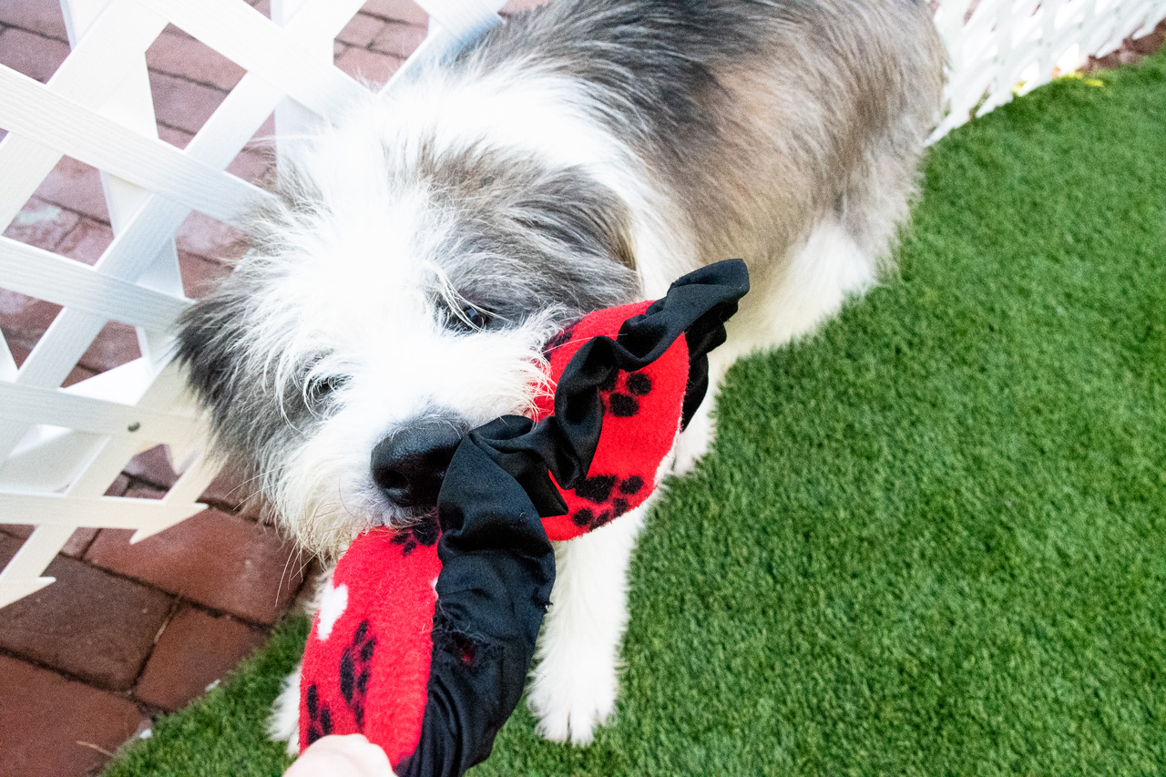 Gallery — The Shabby Dog