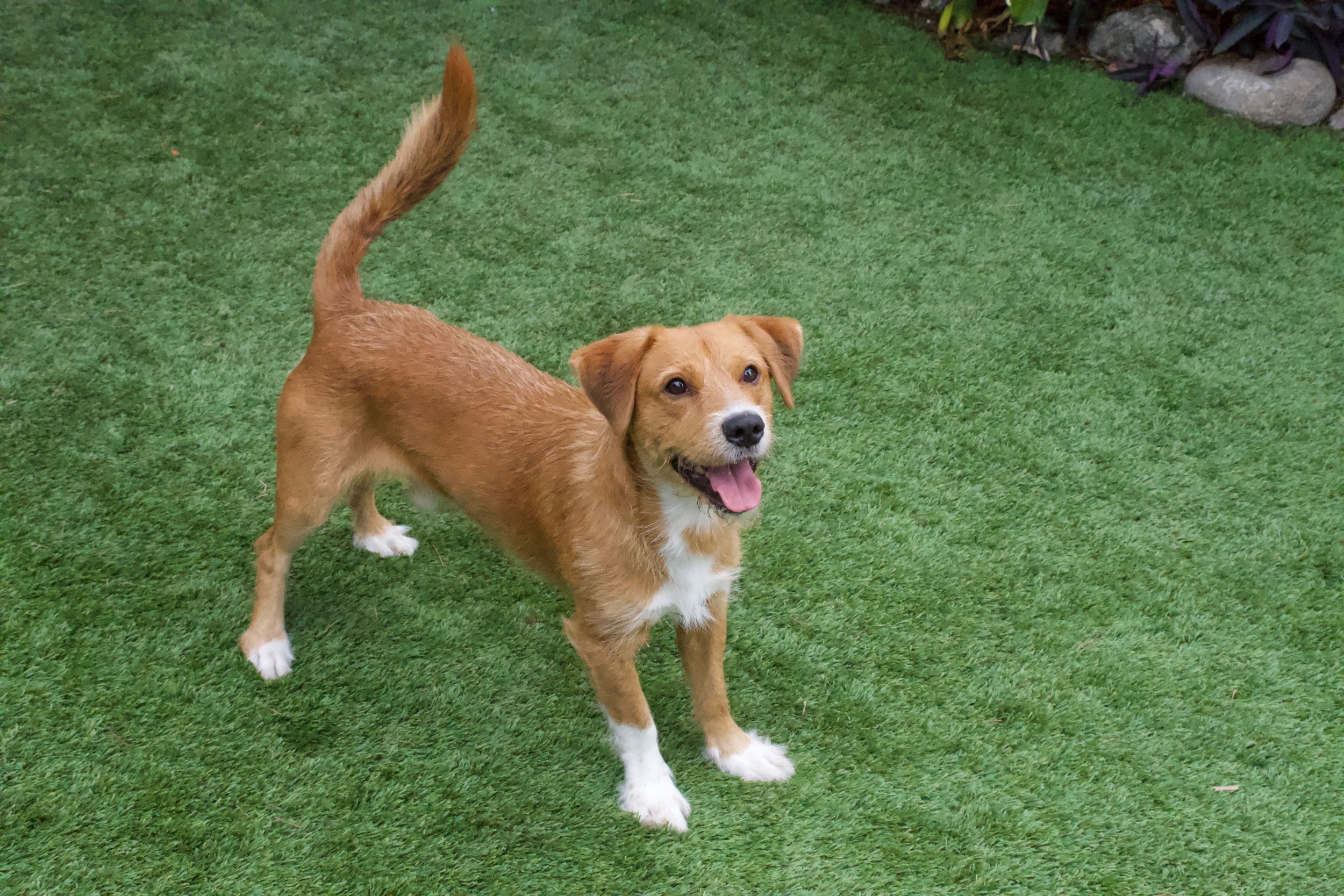 Gallery — The Shabby Dog